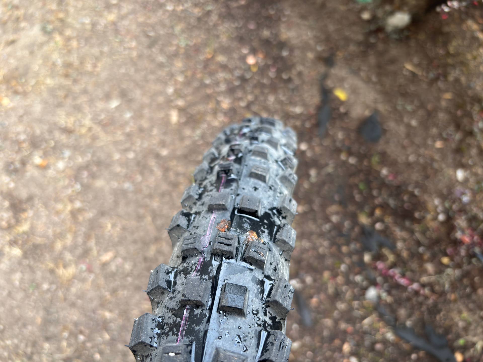 Tested: Schwalbe Radial Tires vs. Vee Tire Co. Radial Tires - BikeMag
