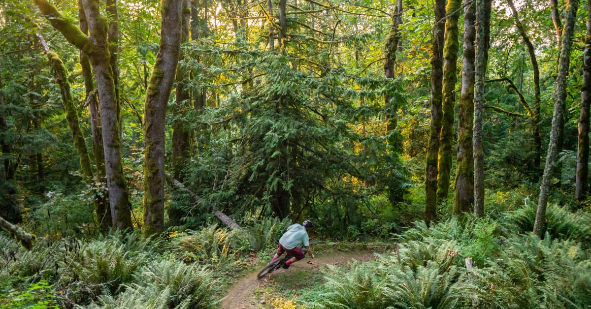 Mountain Bike Trail Features: The Essential Guide