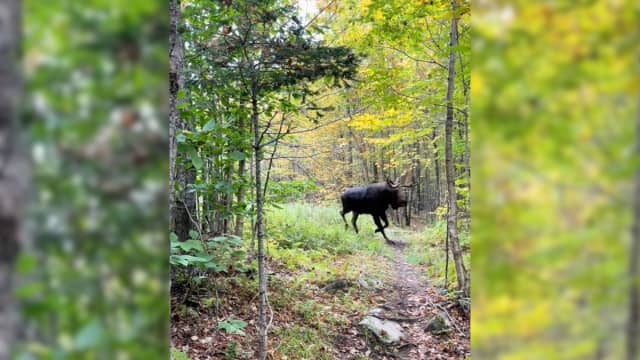 "That Was A Little Scary"- Ignorant Biker Passes Moose On Trail