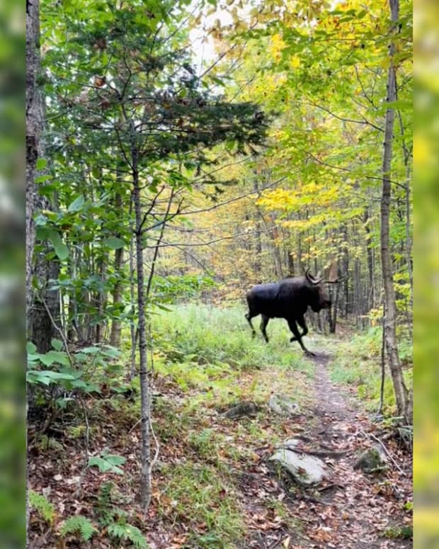 "Absolutely Amazing"- Mountain Biker Records Moose Galloping At Full Speed