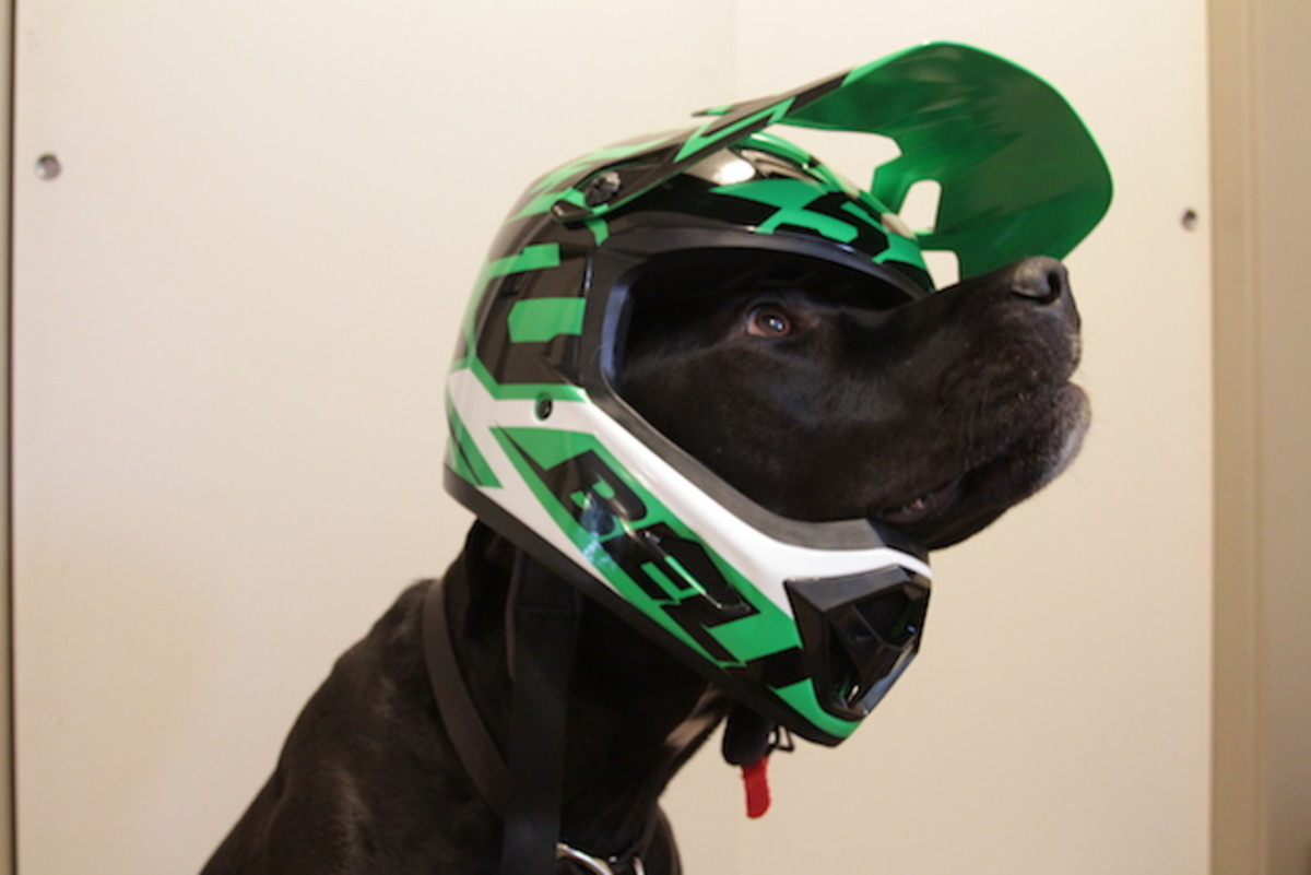 Reviewed: Bell Transfer-9