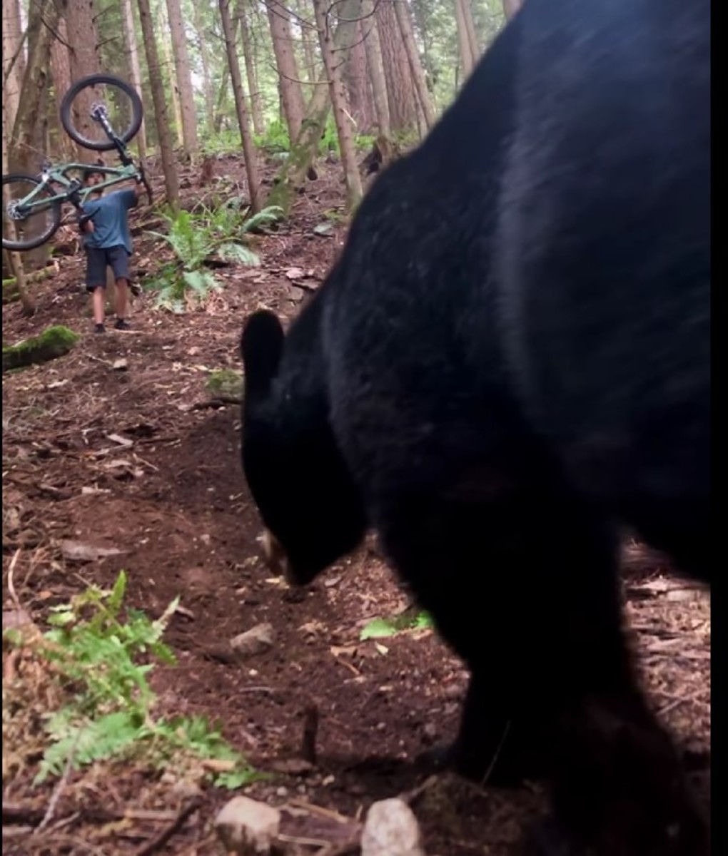 Watch: Teenage Mountain Biker Retreats As Bear Continues To Approach ...