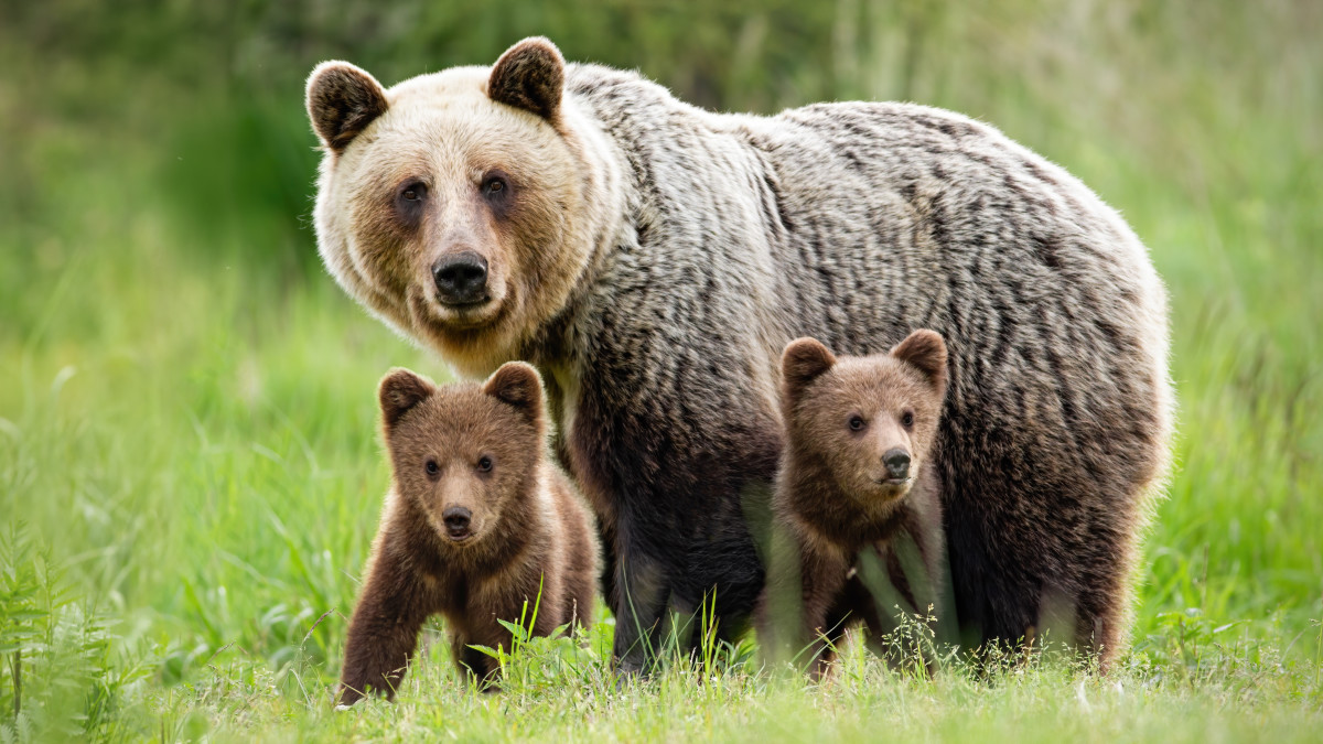 Look: Mountain Biker Spots Nearby Bear Cub From Corner Of His Eye
