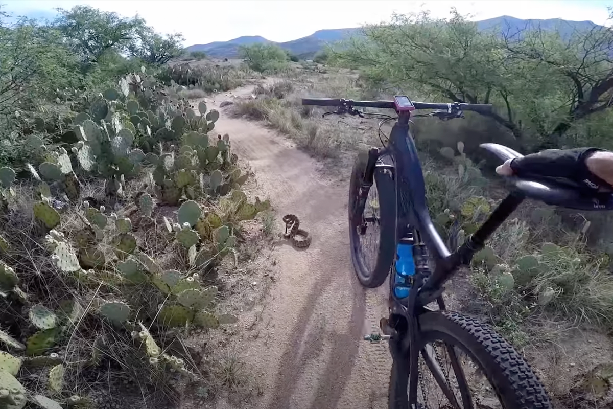 Rider Prods Angry Rattlesnake Blocking Trail With Bike Tire