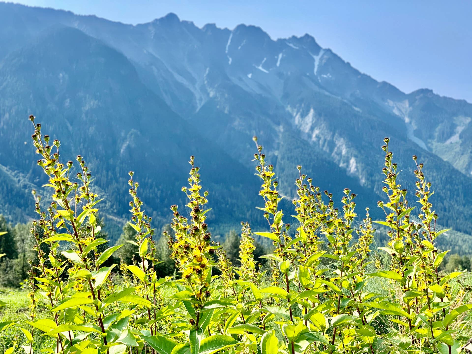 Jesse Melamed and Julia Long Win Pemberton Enduro