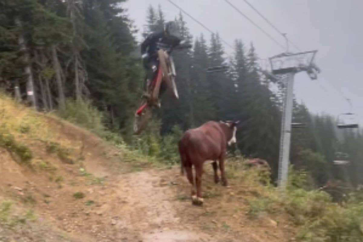 Video: Biker Seizes The Moment And Jumps Over Unsuspecting Cow - BikeMag