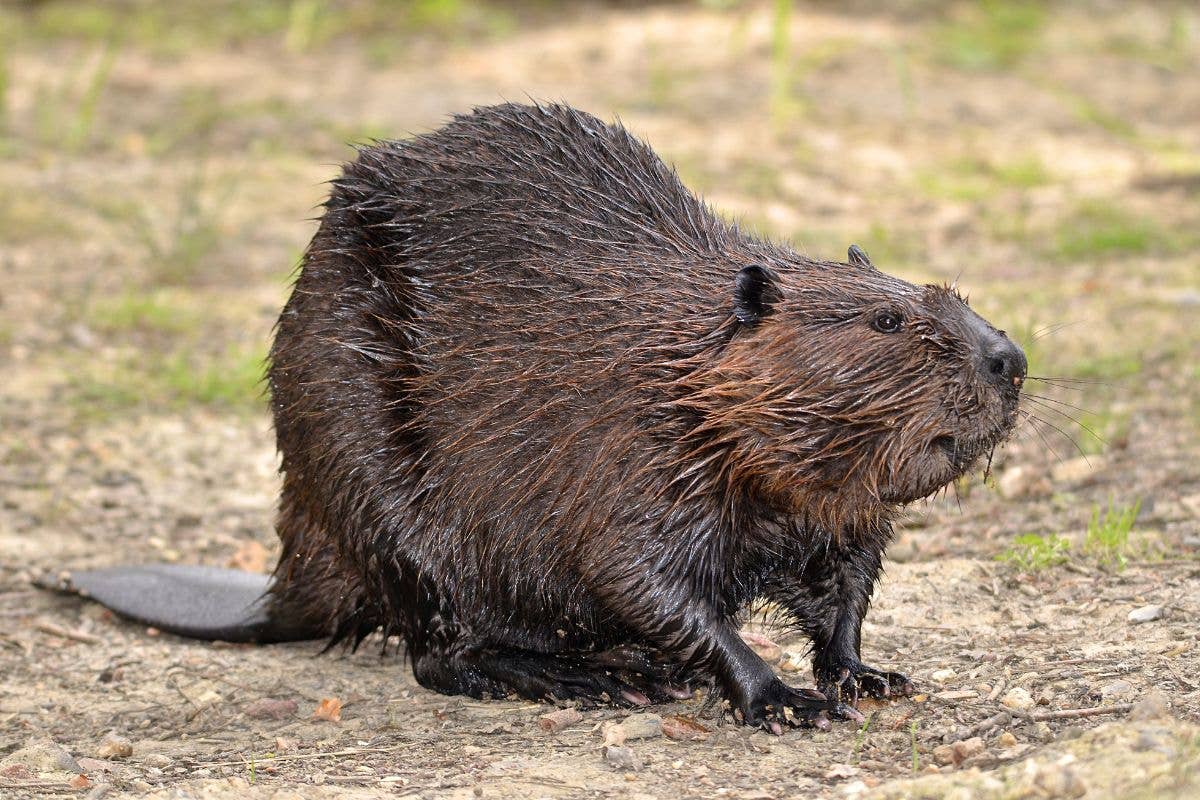 Biker Politely Asks Beaver To Move In Funny Video