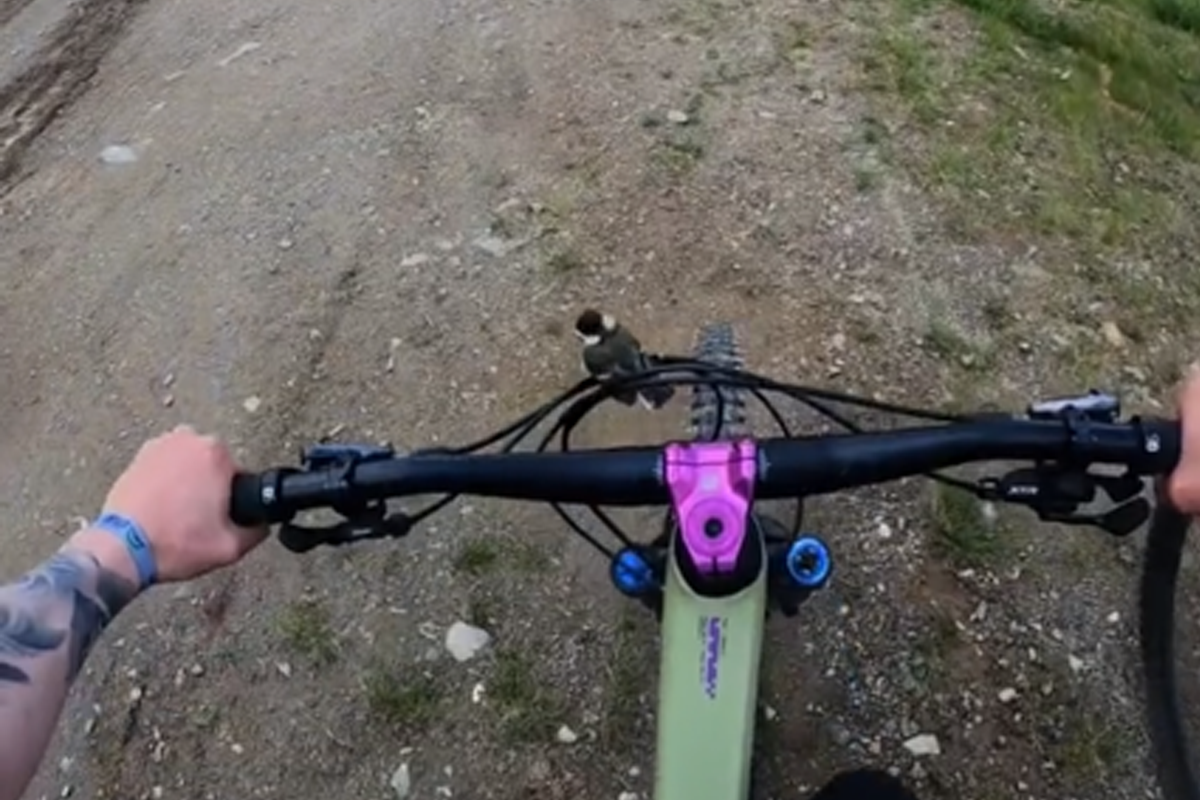Mountain Biker's Feathered Best Friend Breaks The Internet
