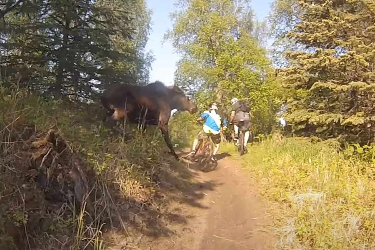 Moose Sprints Towards Mountain Bikers: "She's Coming Right After You!"