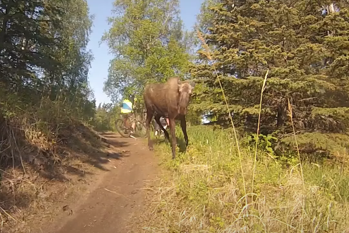 Moose Sprints Towards Mountain Bikers: "She's Coming Right After You!"