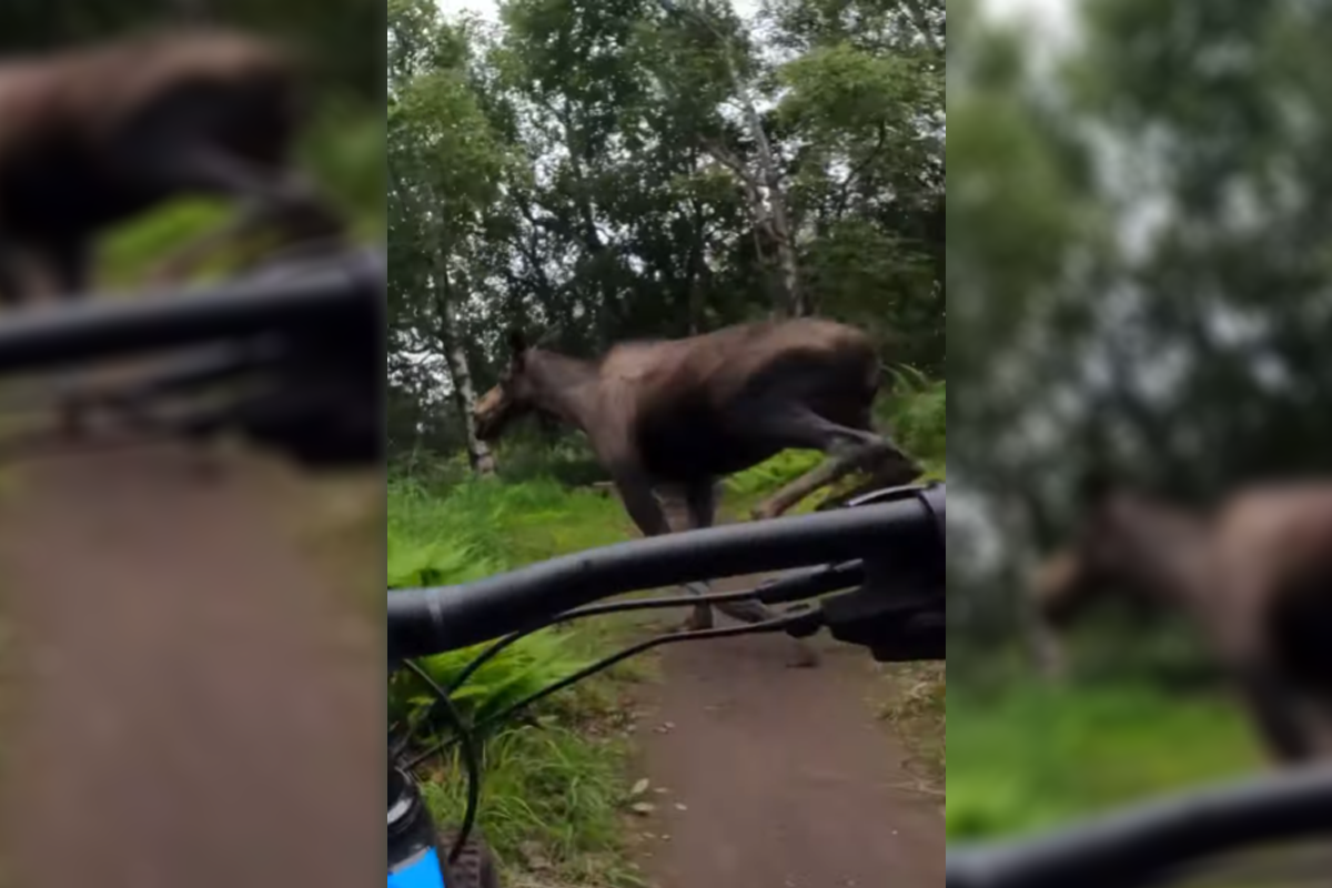 "Holy Crap!" Moose Jumps Out In Front Of Young Mountain Biker
