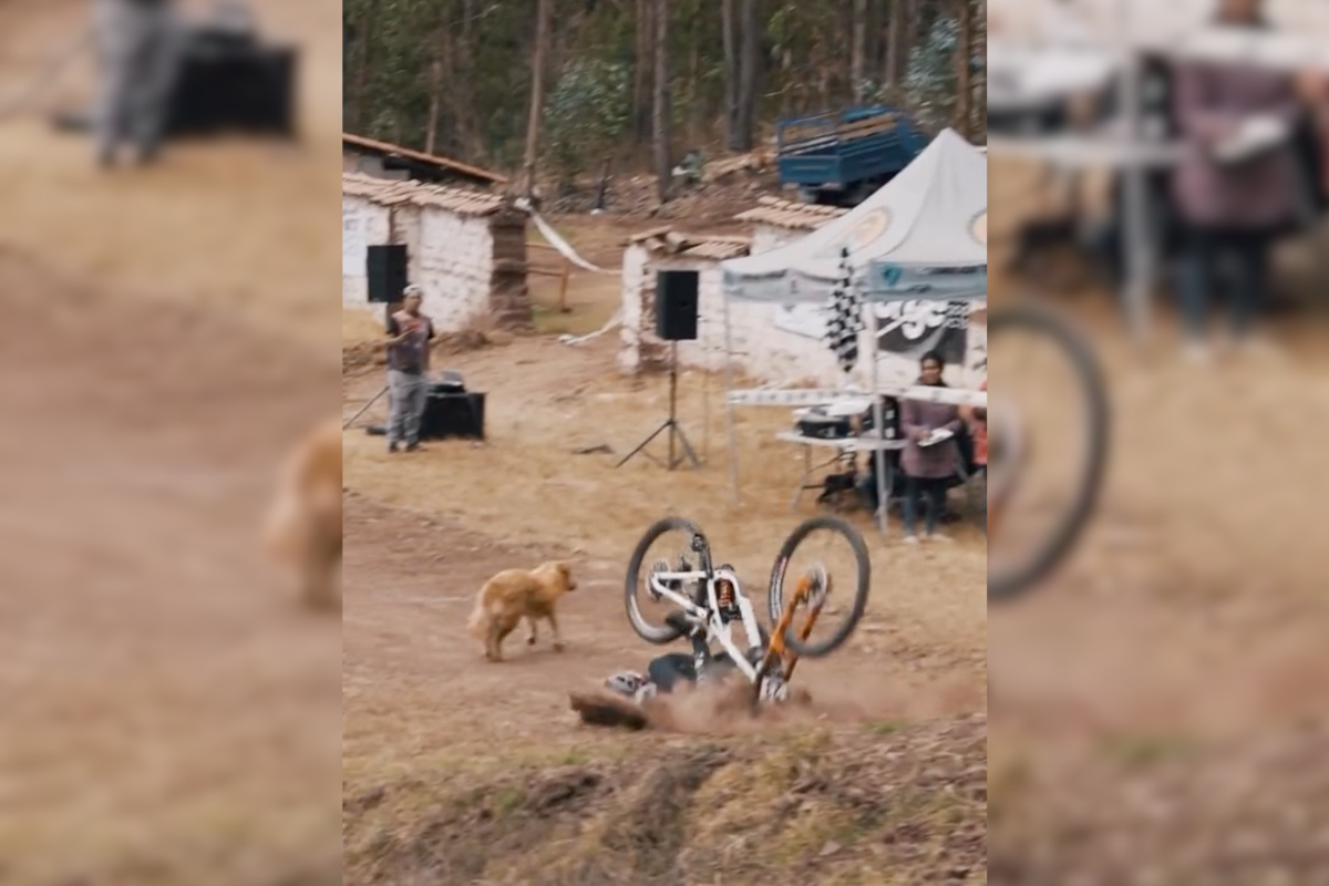 "A Bad Day"- Rider Crashes During MTB Race In Attempt To Avoid Dog In ...