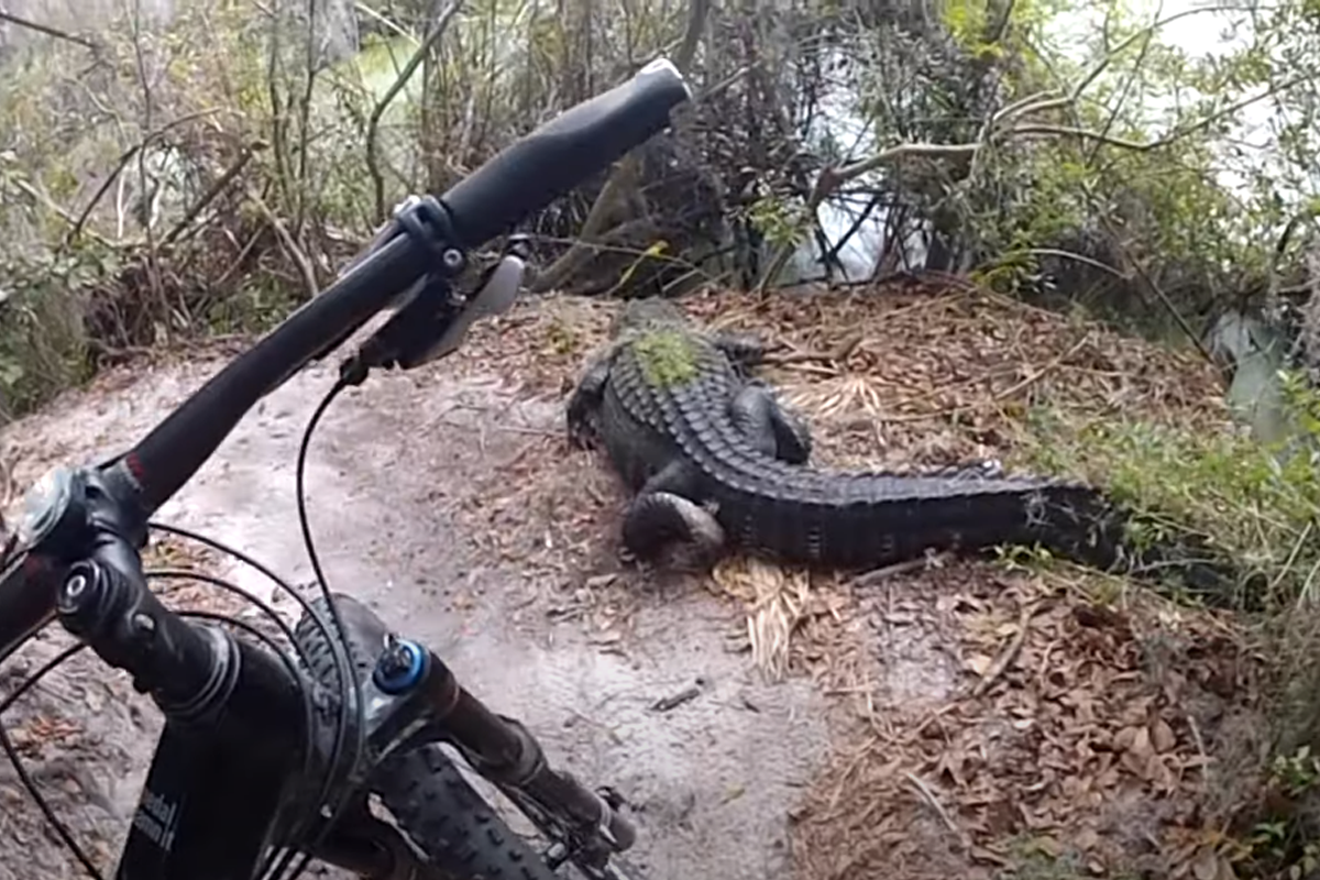 "There's A Gator In The Trail"- Mountain Biker Tests His Luck