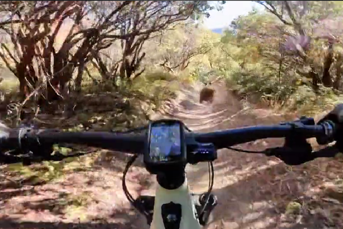"Come Here!"- Rider Chases Fleeing Bear Down Trail