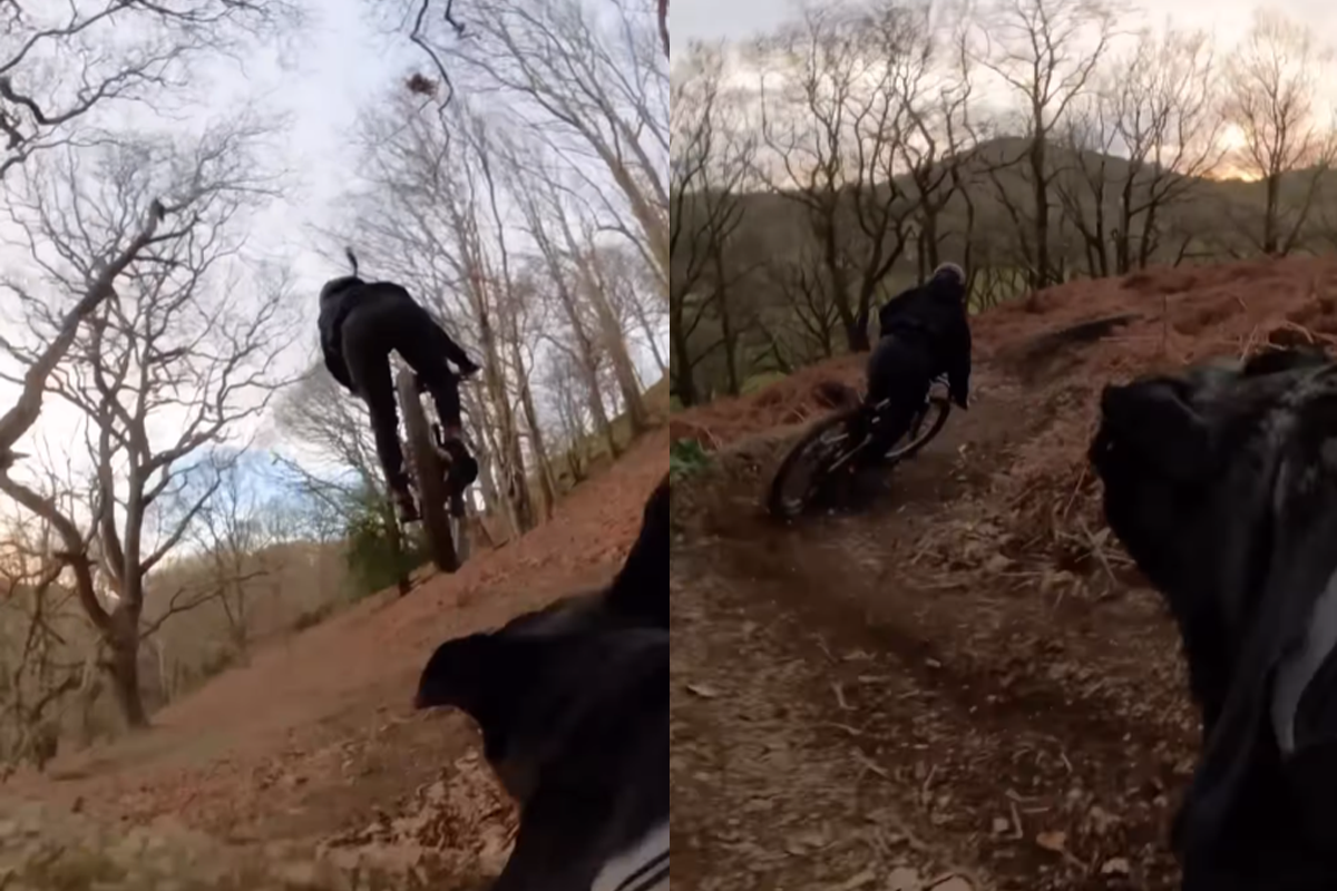 GoPro Unveils Their Best Angle Yet: Dog-O-Vision