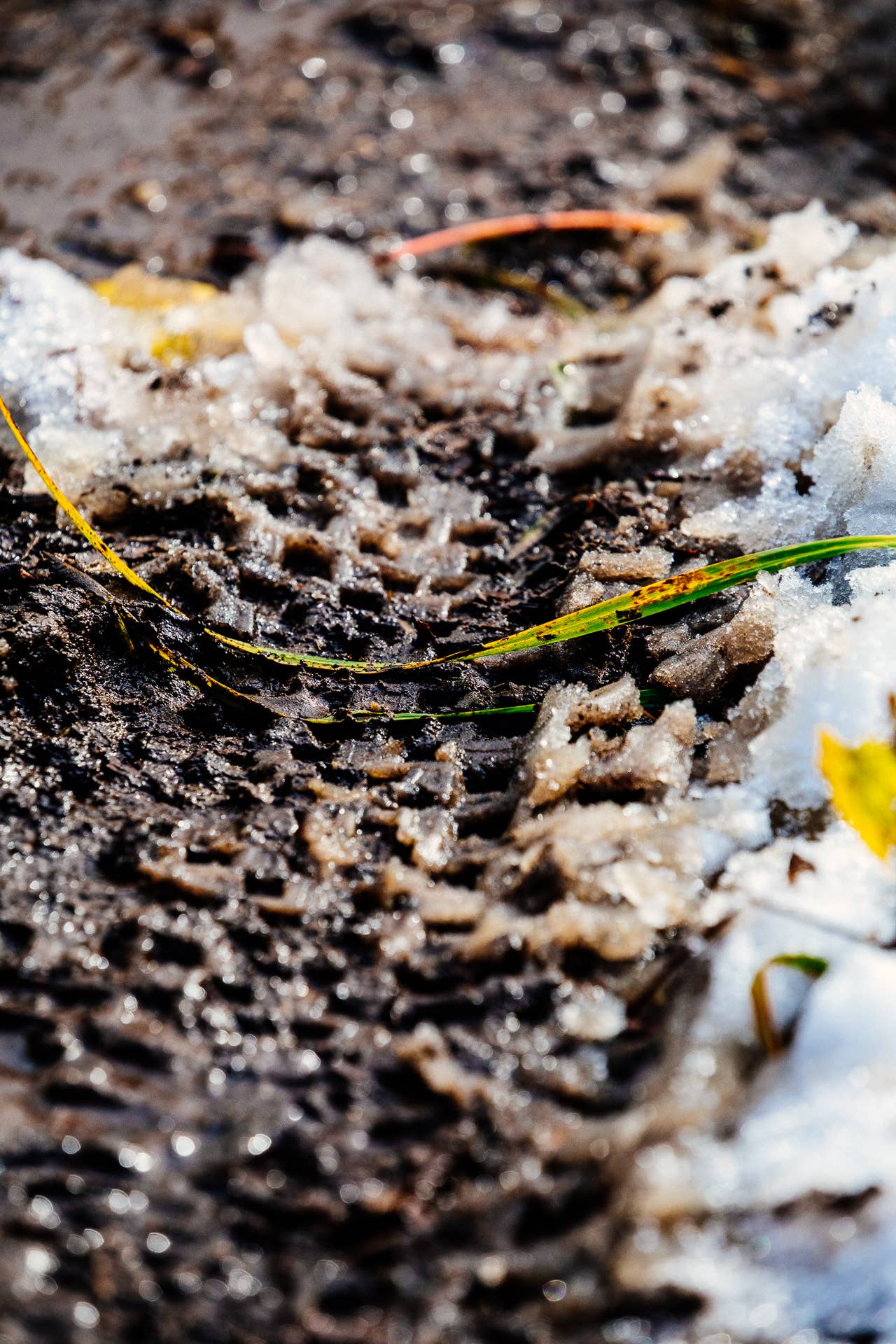 Trusting Nature—Seasonal Exploration With Photographer Ryan Creary