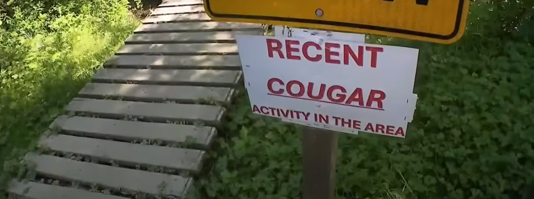 Cougar Sightings Near Seattle Trails Raise Alarm - BikeMag