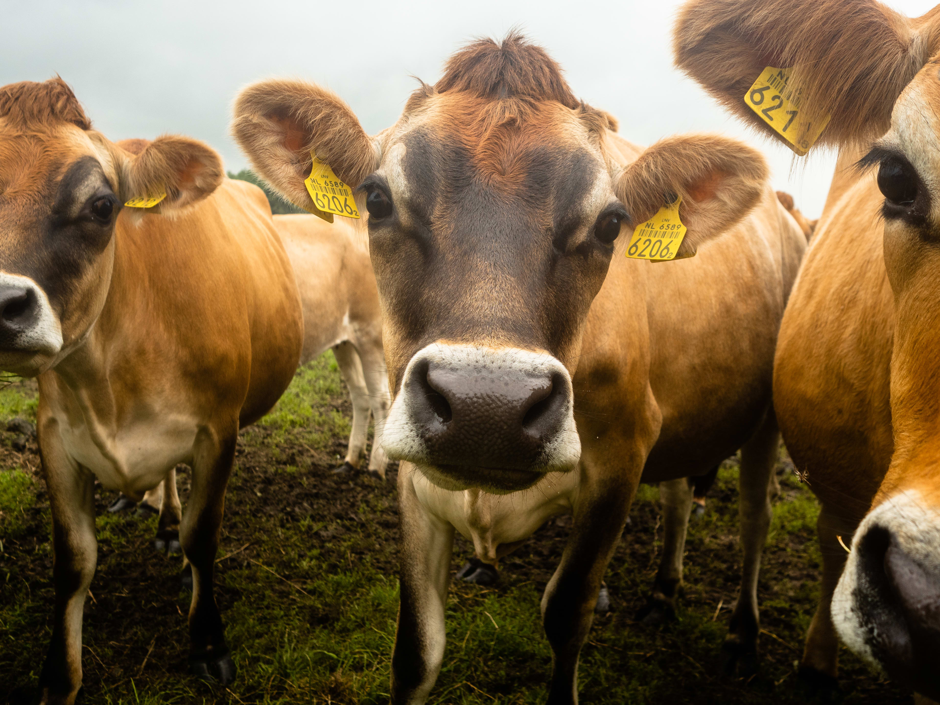 Cow Causes Mountain Bike Crash, Rider Injured - BikeMag